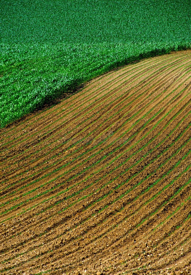 Cornfields stock image. Image of prairie, farm, corn - 11252457