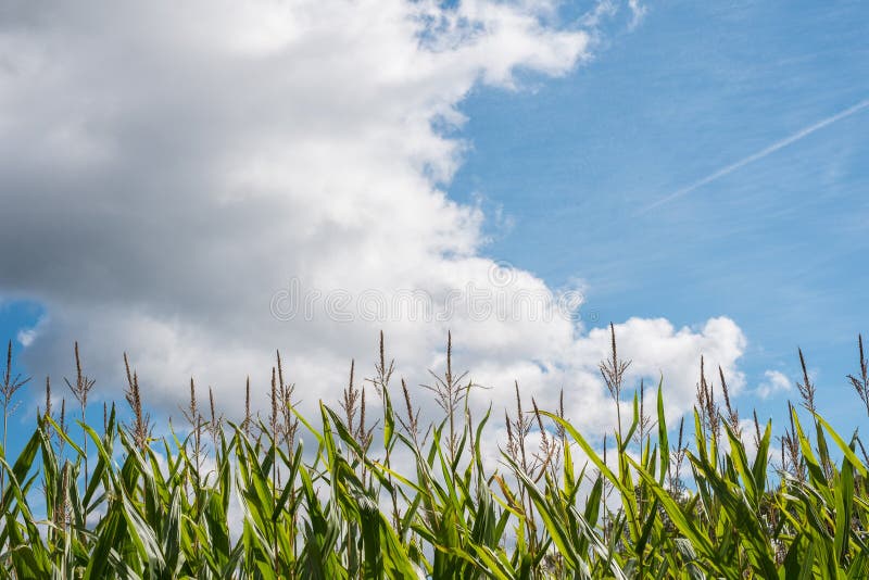 Cornfields in Autumn. stock image. Image of indiana - 111968825