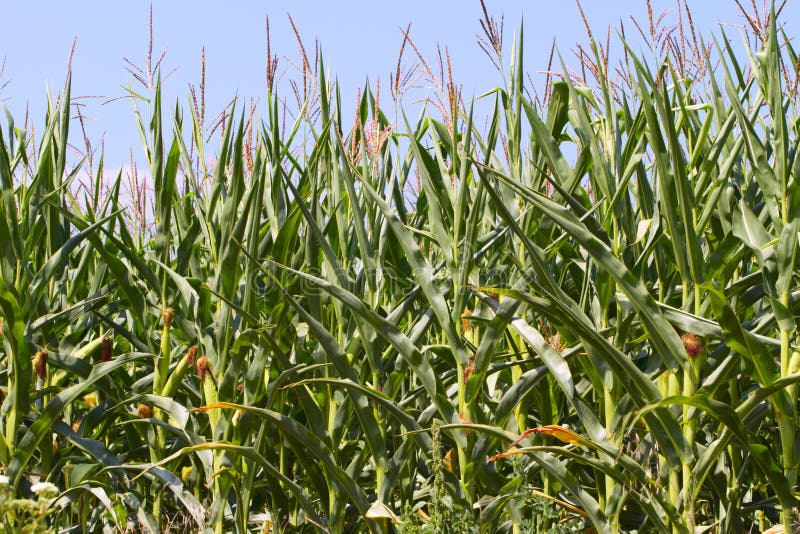 Cornfields. stock image. Image of blue, planted, crop - 33726653