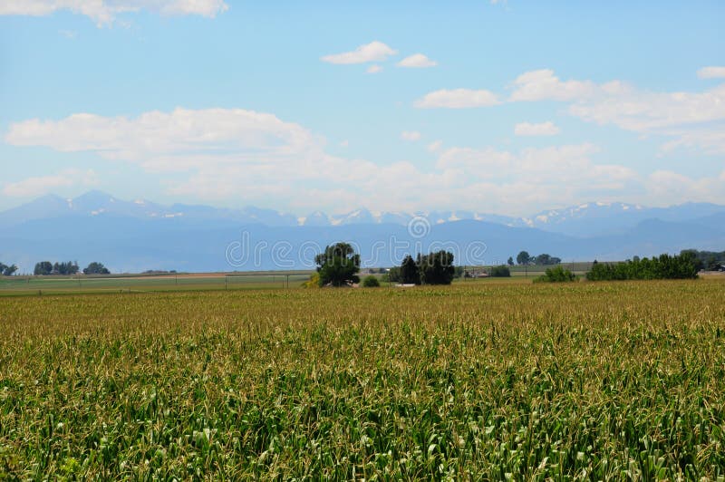 Corn Harvest In A Rural Setting Stock Photo - Image of field ...