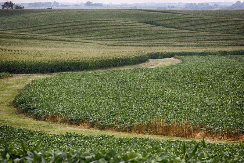 Iowa Cornfields stock image. Image of green, iowa, farmland - 26657743