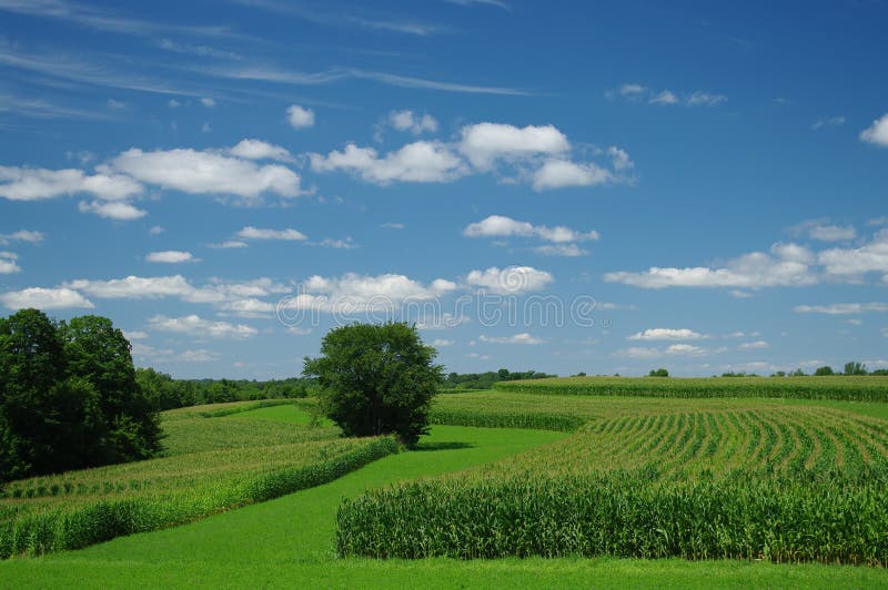 Corn Field stock photo. Image of circle, golden, field - 57244090