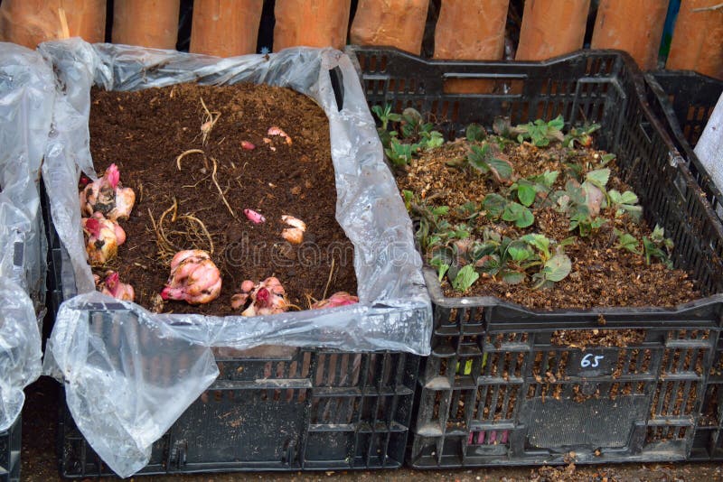 Cornflag Bulbs Abd Strawberry Sprouts in Boxes Stock Photo - Image of ...