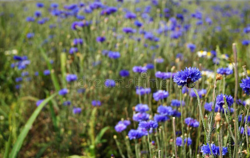 Corn-flower field stock photo. Image of corn, environment - 2395256