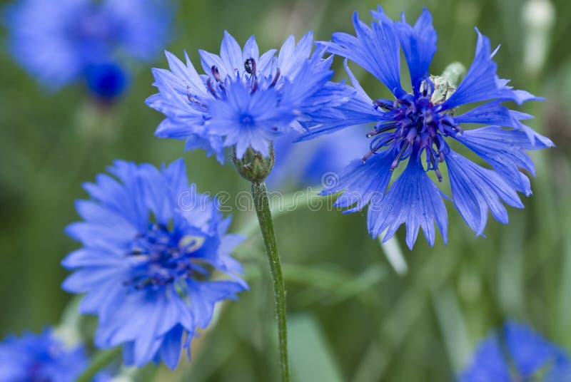 Cornflower stock photo. Image of blue, closeup, kornblume - 14843756