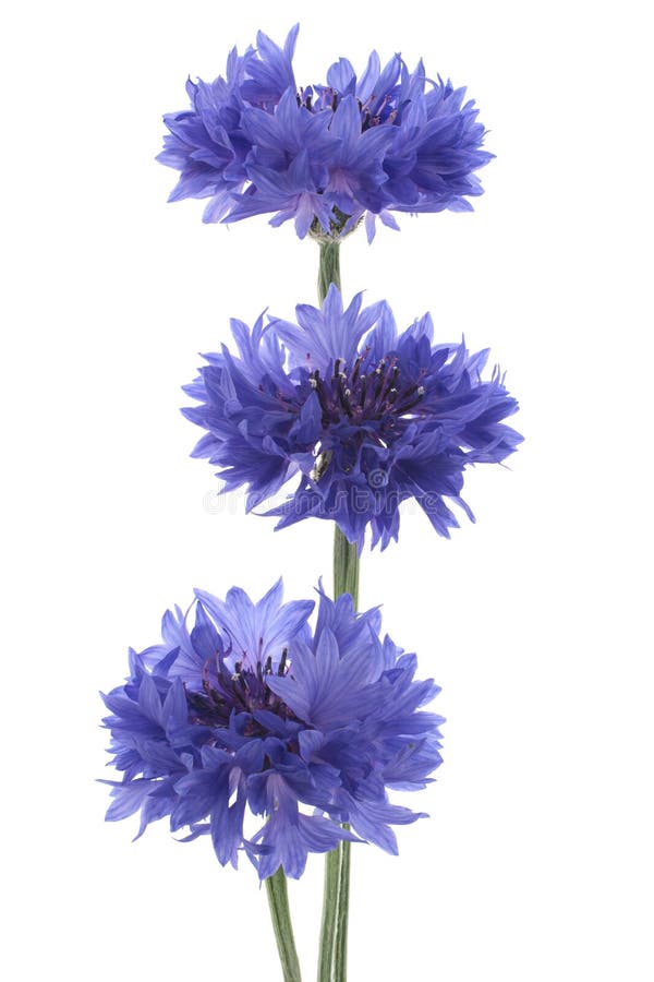 Blue cornflower stock image. Image of botany, blue, flower - 13274753