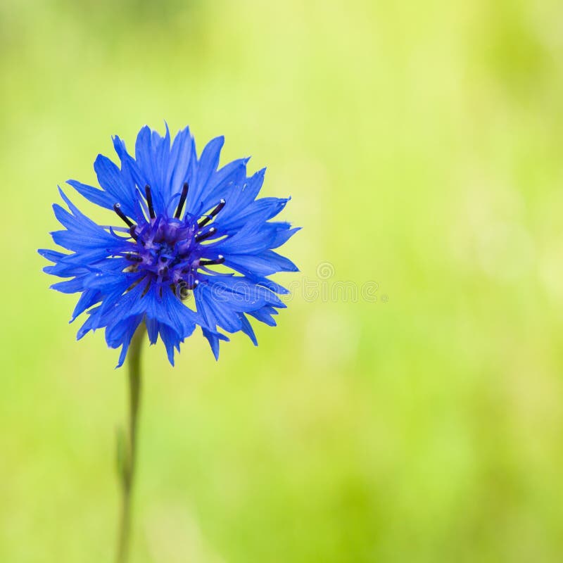 Cornflower stock image. Image of bluebottle, hurtsickle - 25125301