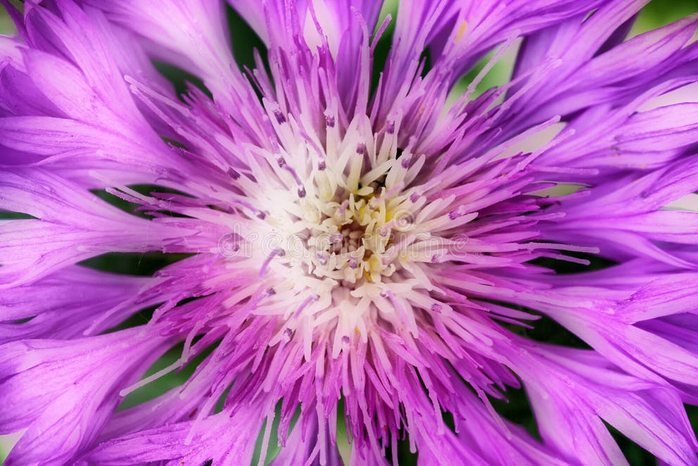 Cornflower stock photo. Image of heart, flower, bloom - 7743052