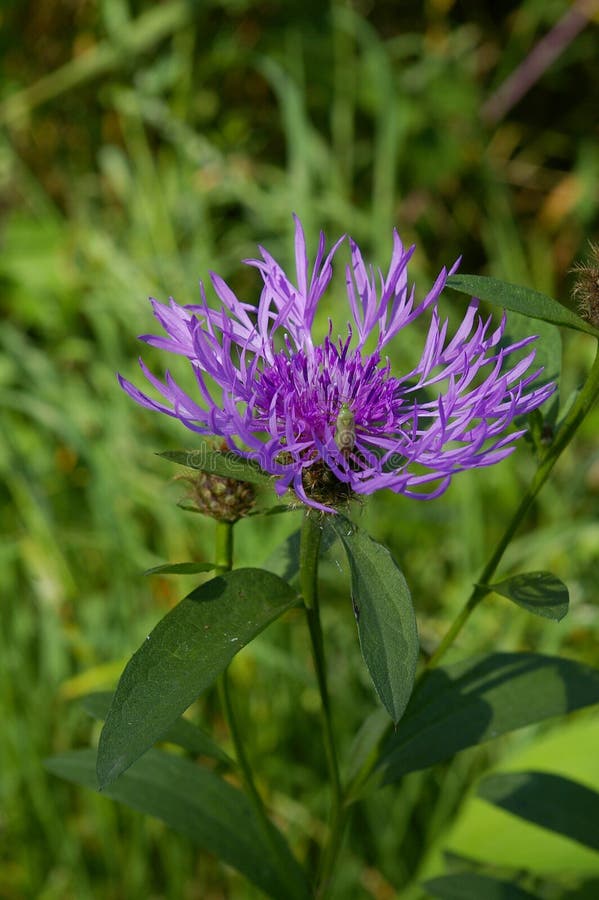 Cornflower stock photo. Image of cornflower, background - 59731316