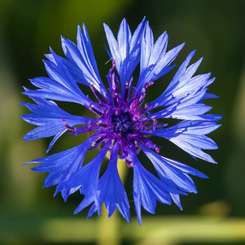 Cornflower or Bachelors Button Centaurea Cyanus Stock Photo - Image of ...
