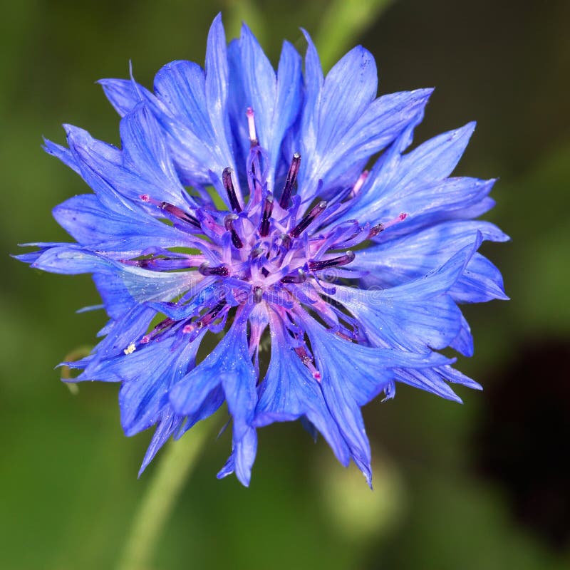 Cornflower blossom stock photo. Image of nature, blue - 43018140