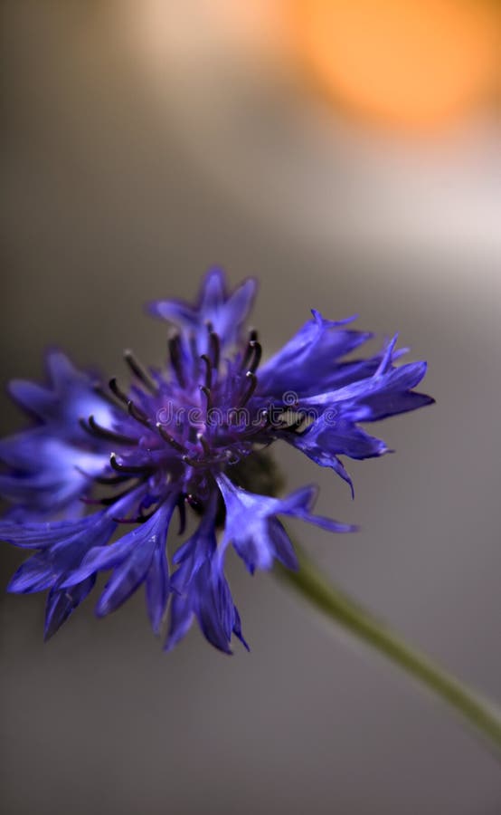 Cornflower. Blue Flower Blooming Background Stock Image - Image of ...