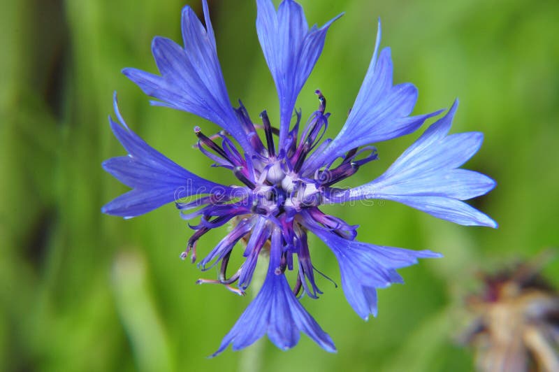 Cornflower stock photo. Image of loggerhead, meadow, countryside - 43262464