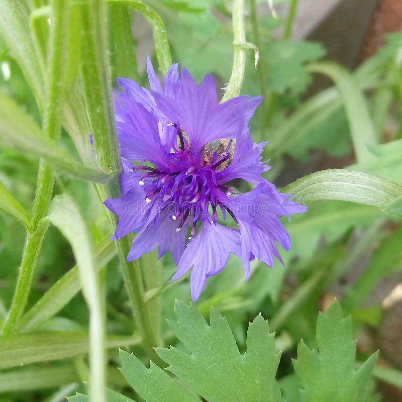 Cornflower, Blue and Purple Stock Image - Image of crop, blue: 188453537