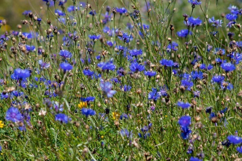 Centaurea Cyanus,cornflower or Bachelor S Button Blue Flower on the ...