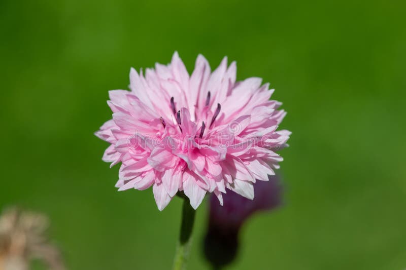Cornflower (centaurea Cyanus Stock Photo - Image of floral, flowering ...
