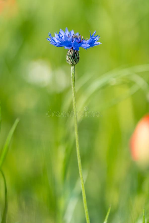 Cornflower in a Green Field of Grain Stock Photo - Image of spring ...