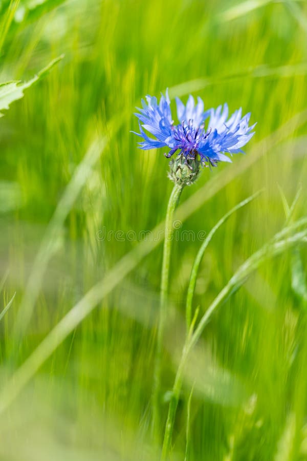 Cornflower in a Green Field of Grain Stock Photo - Image of green ...