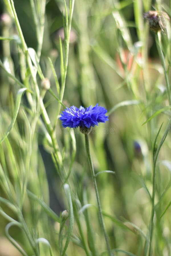 Cornflower (Centaurea Cyanus) Stock Image - Image of centaurea, flowers ...