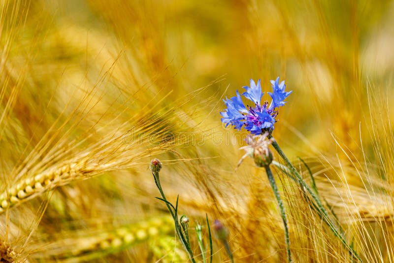 Cornflower in a field stock photo. Image of beautiful - 222277752