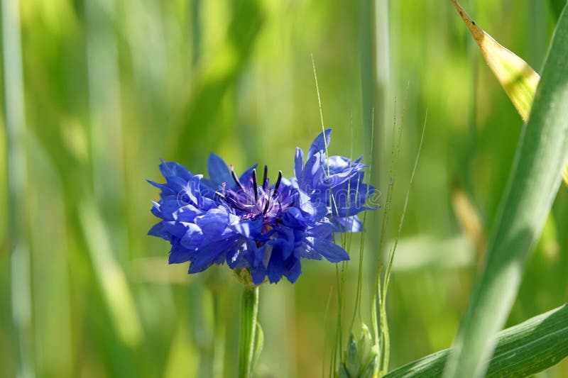 Cornflower in the field. stock photo. Image of corn - 307892590