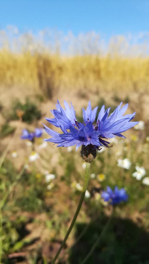 Cornflower in field stock photo. Image of cornfl, cornflower - 244970340
