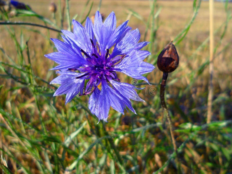 Cornflower in the field stock image. Image of green - 102819005