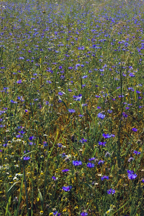 Cornflower field stock image. Image of summer, field - 90569241