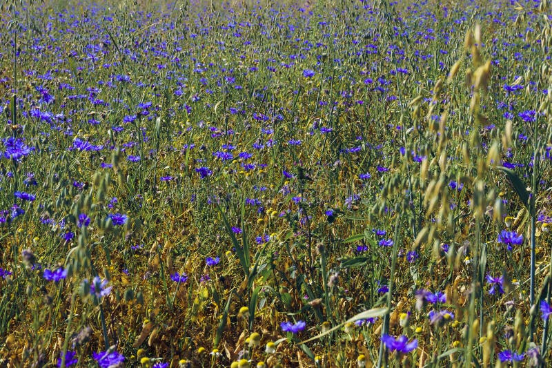 Cornflower field stock photo. Image of summer, flowers - 90570172