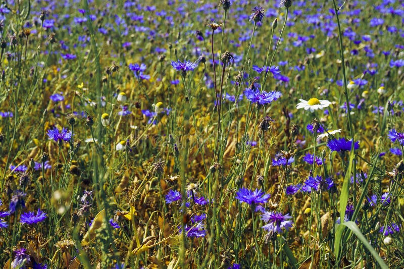 Cornflower field stock image. Image of summer, cornflower - 90570739