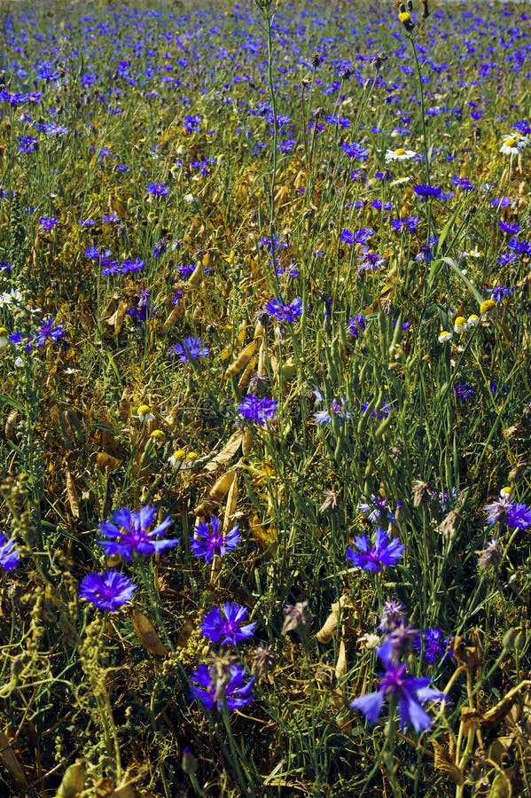 Cornflower field stock photo. Image of lithuania, flowers - 90571004