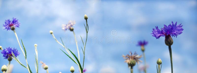 Cornflower Flower in the Garden Stock Photo - Image of rural, sunshine ...