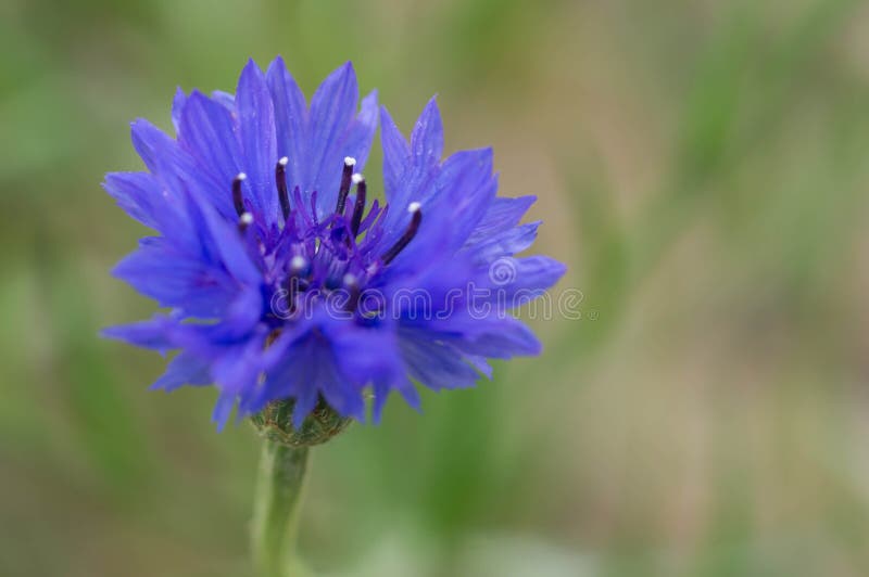 Cornflower Flower in a Summer Garden Stock Image - Image of branch ...