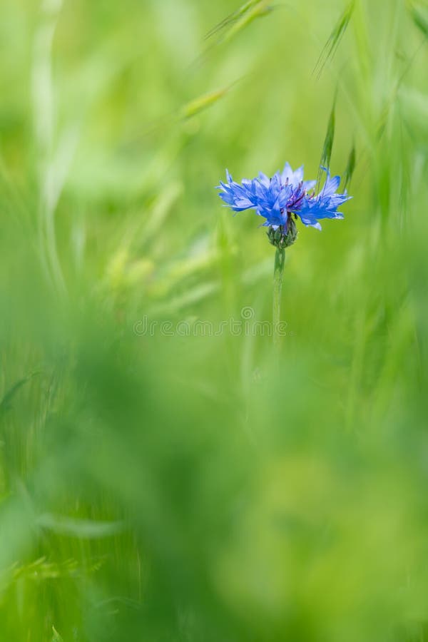 Cornflower in a Green Field of Grain Stock Photo - Image of agriculture ...