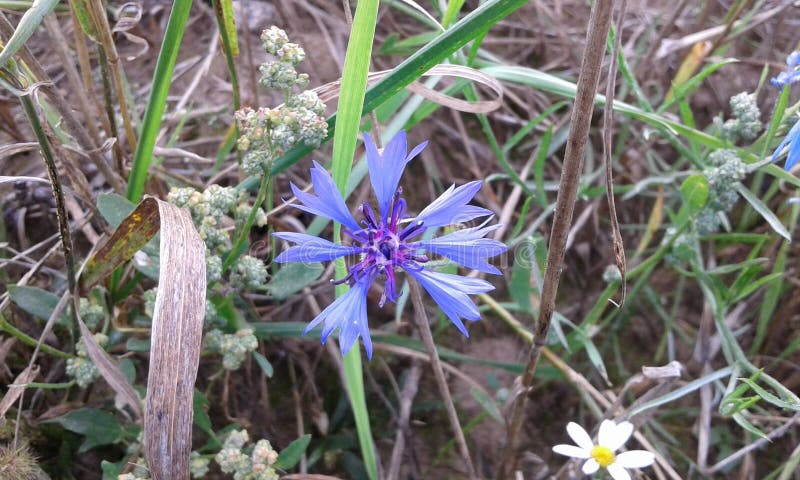 Main Plant Diseases Stock Photos - Free & Royalty-Free Stock Photos ...