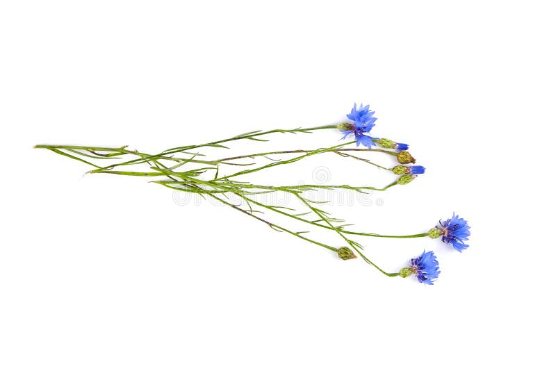 Cornflower Sprigs Isolated on White Background Stock Image - Image of ...