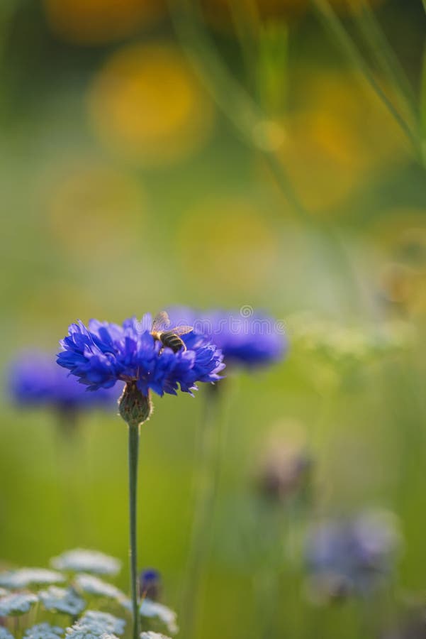 Cornflower in Summer Being Pollenated by Bumble Bee Stock Image - Image ...