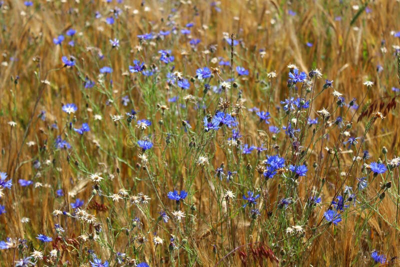 Cornflower in a Wheat Field Stock Image - Image of corn, cornflower ...
