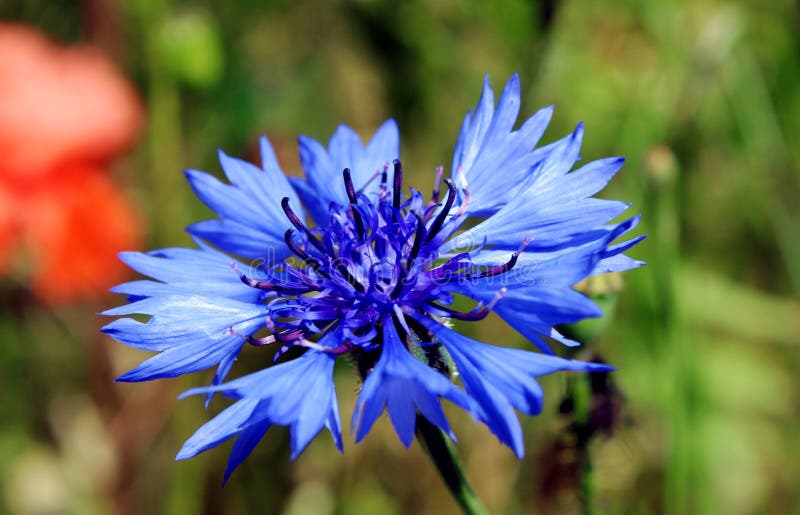 Cornflower - Wild Flower in the Summer. Blue Wildflower Stock Image ...