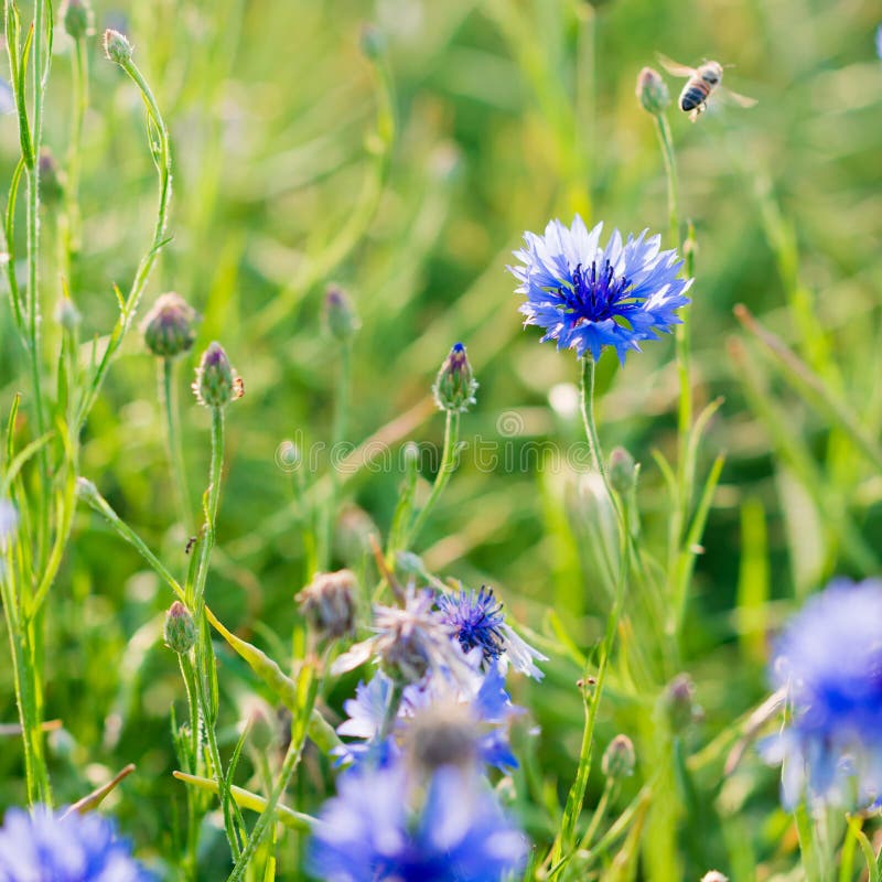 Cornflower - Wildflower Growing in a Field Stock Photo - Image of ...