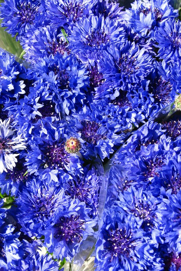 Cornflowers Picture. Image: 84951913