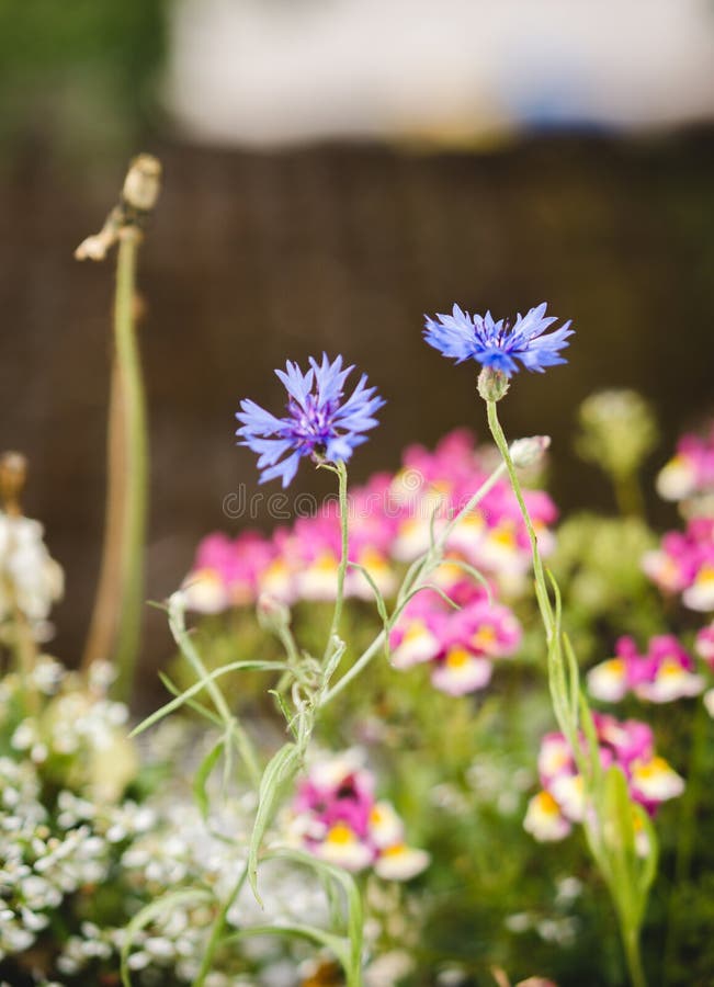 Cornflowers in Bee-friendly Window Boxes Stock Photo - Image of flora ...