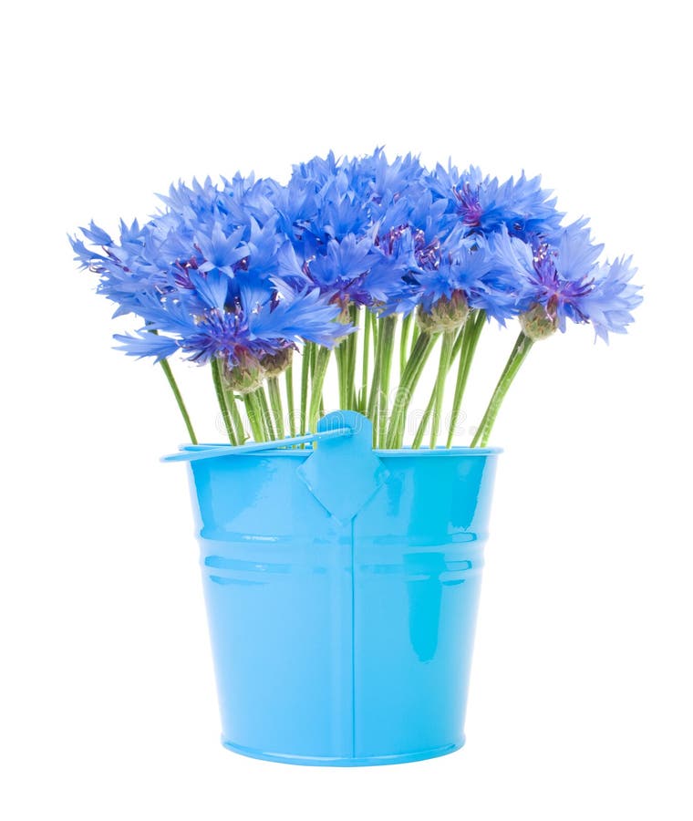 Blue Bucket with Color Pencils Stock Image - Image of container, bright ...
