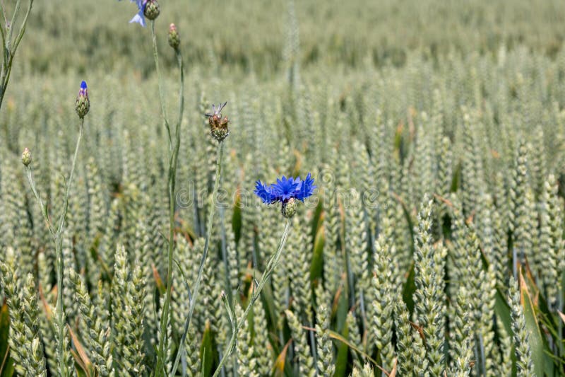 Cornflowers in a Field of Wheat. Blue Cornflower Stock Image - Image of ...