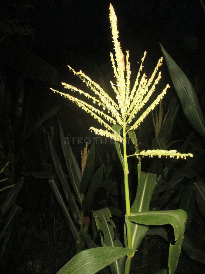 Cornflowers at Night in a Traditional Corn Farmer S Plantation Stock ...