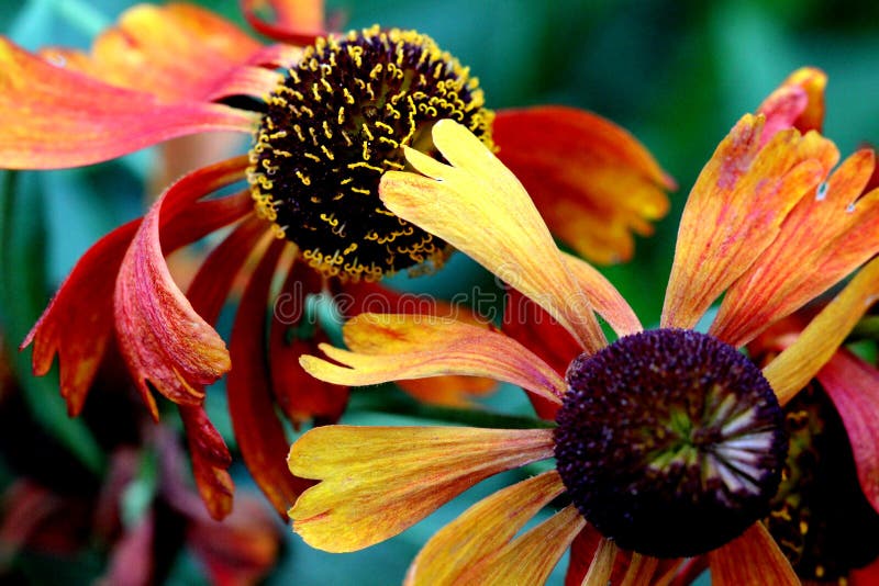 Flowers Blowing in the Wind Stock Image - Image of background, pink ...