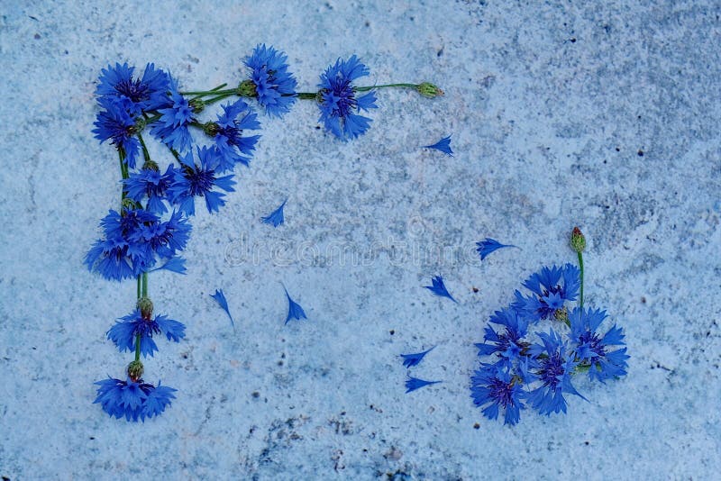 1,155 Cornflower Wallpaper Photos - Free & Royalty-Free Stock Photos ...