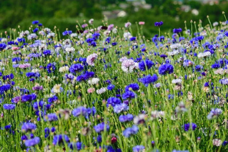 Cornflowers on a Wheat Field, Colorful Cornflower Field Stock Image ...