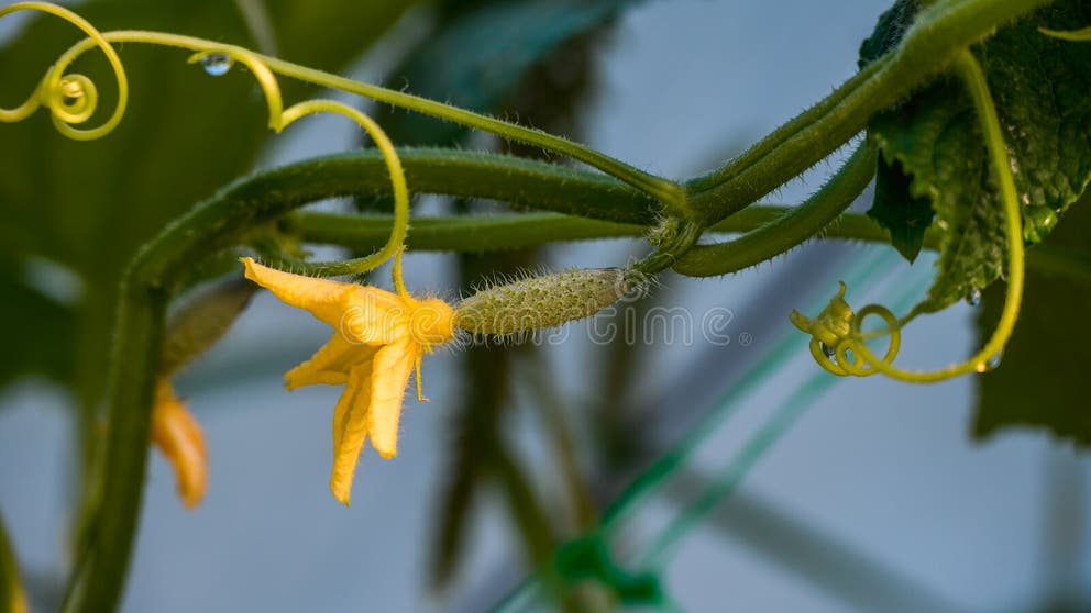 Cornichon Cucumber with Flower Stock Image - Image of vegetable ...