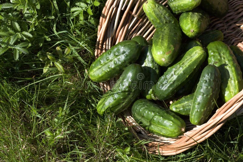 CORNICHON stock image. Image of garden, outdoor, sativus - 171479555